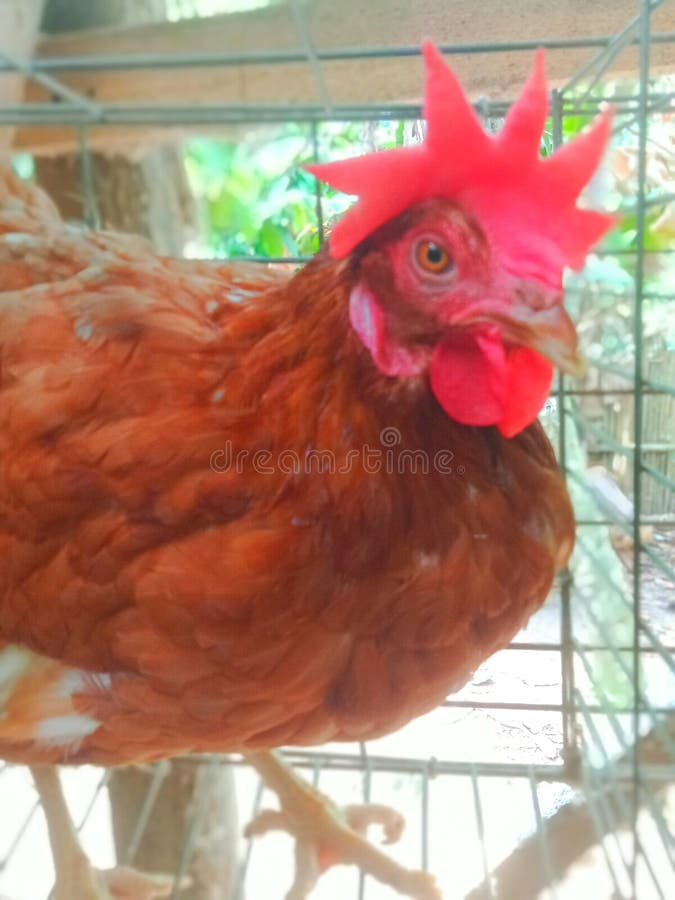 Pollo De Color Rojo Parduzco En La Jaula Imagen de archivo - Imagen de ...