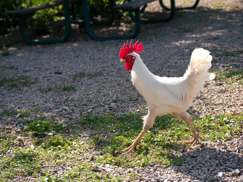 Pollo de dieta magro imagen de archivo. Imagen de granja - 32584441