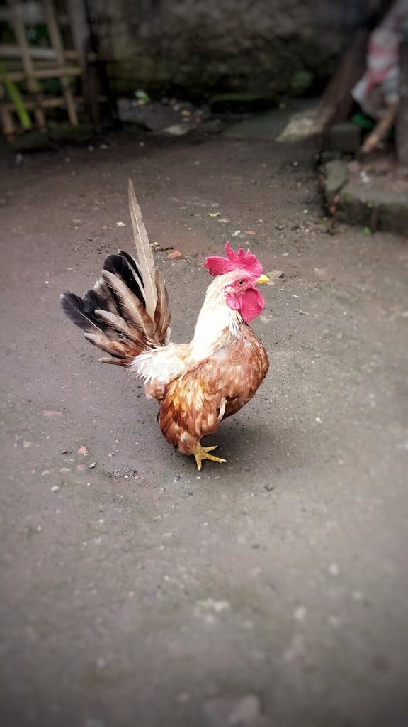 Pollo de enano macho imagen de archivo. Imagen de pollo - 364239497