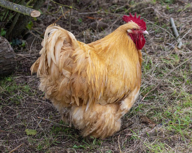 Pollo de gallo foto de archivo. Imagen de retrato, animales - 280096754