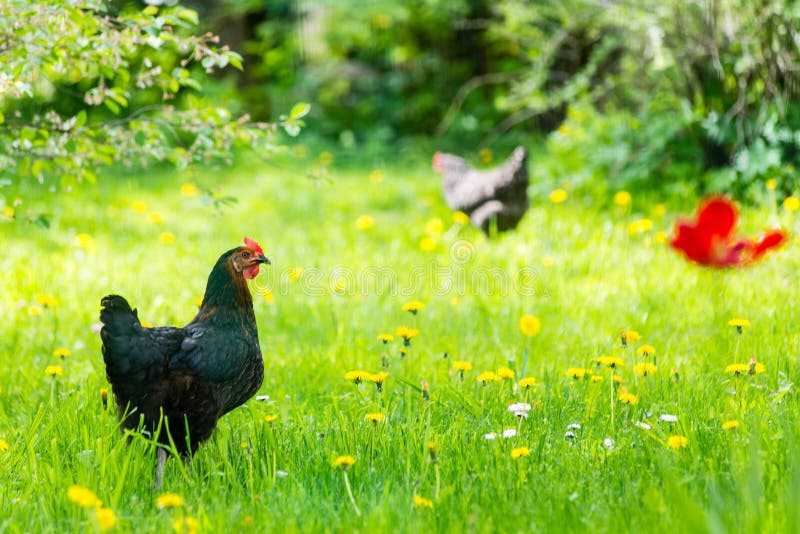 Pollo De La Granja Casera En Hierba Verde Foto de archivo - Imagen de ...