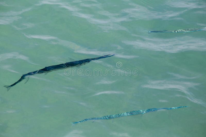 Pollo de pez aguja OPen imagen de archivo. Imagen de tropical - 157152987