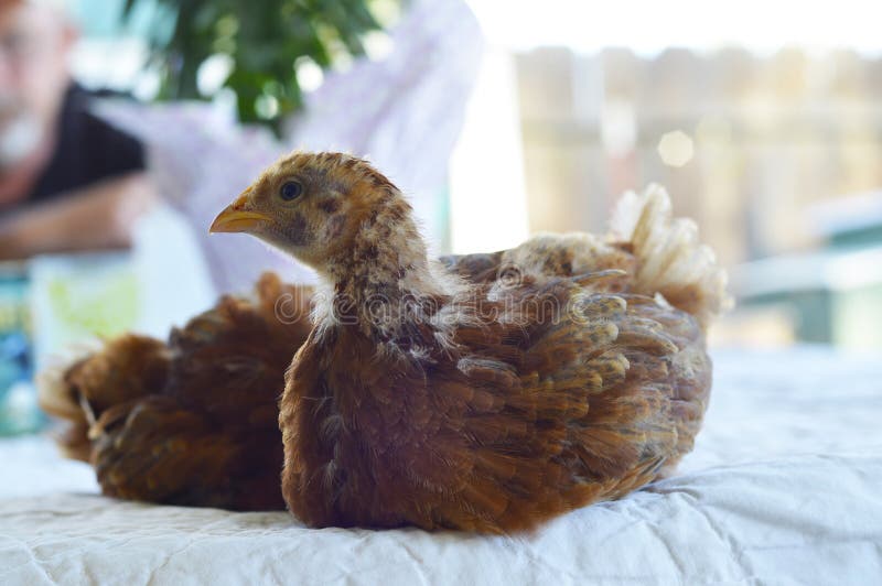 Pollo de Rhode Island Red imagen de archivo. Imagen de alas - 58073173