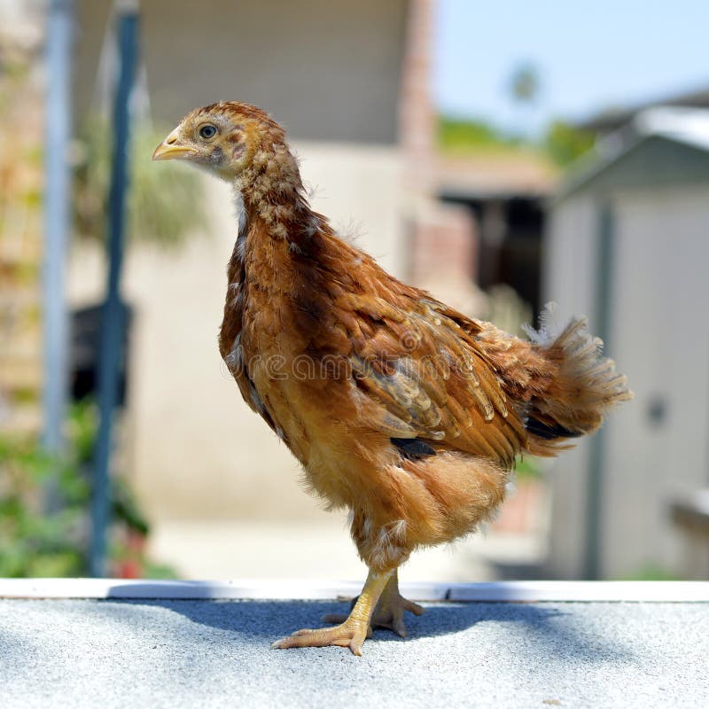 Pollo de Rhode Island Red foto de archivo. Imagen de huevos - 53514152