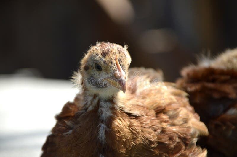 Pollo de Rhode Island Red foto de archivo. Imagen de rango - 58073208