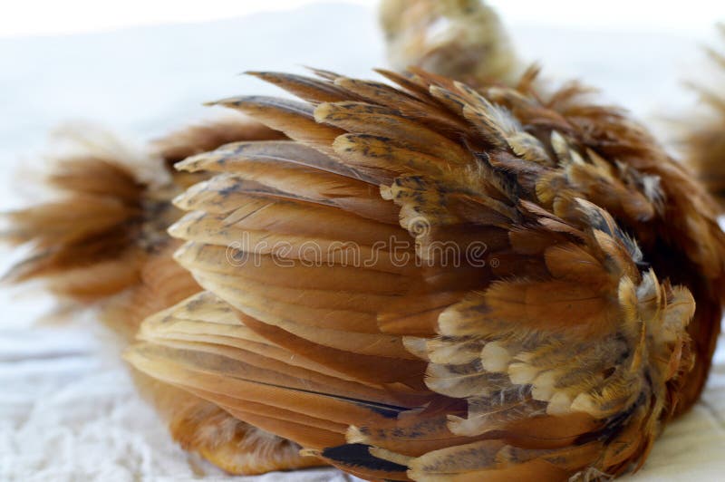 Pollo de Rhode Island Red foto de archivo. Imagen de americano - 53514414