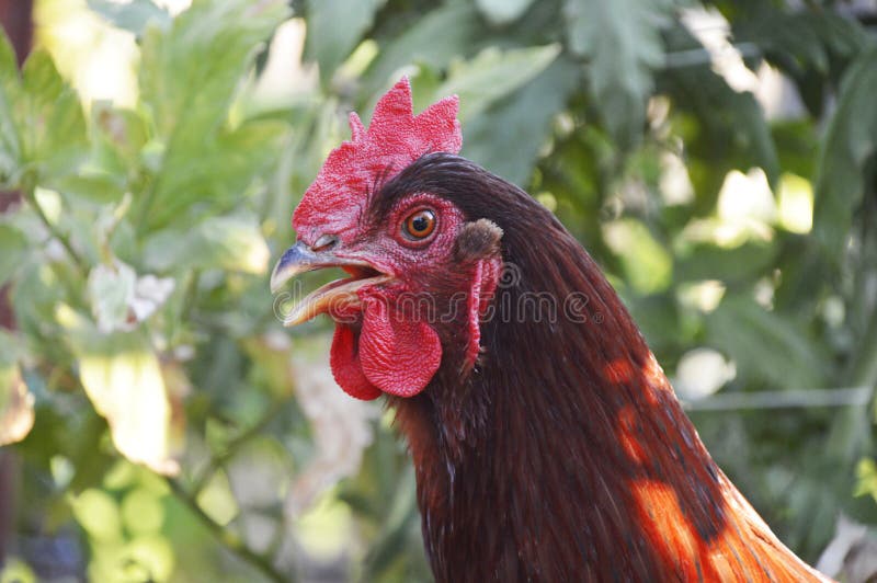 Pollo de Rhode Island Red imagen de archivo. Imagen de aves - 53514087