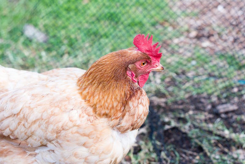 Pollo de Rhode Island Red foto de archivo. Imagen de americano - 53514152