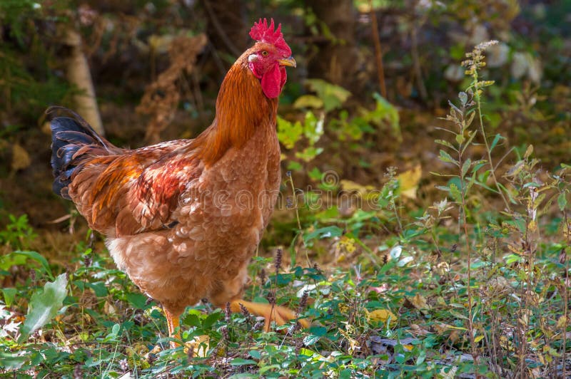 Pollo de Rhode Island Red foto de archivo. Imagen de poultry - 83722562