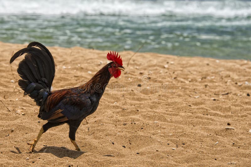 Pollo De Ruster En La Playa Hawaian Imagen de archivo - Imagen de kauai ...