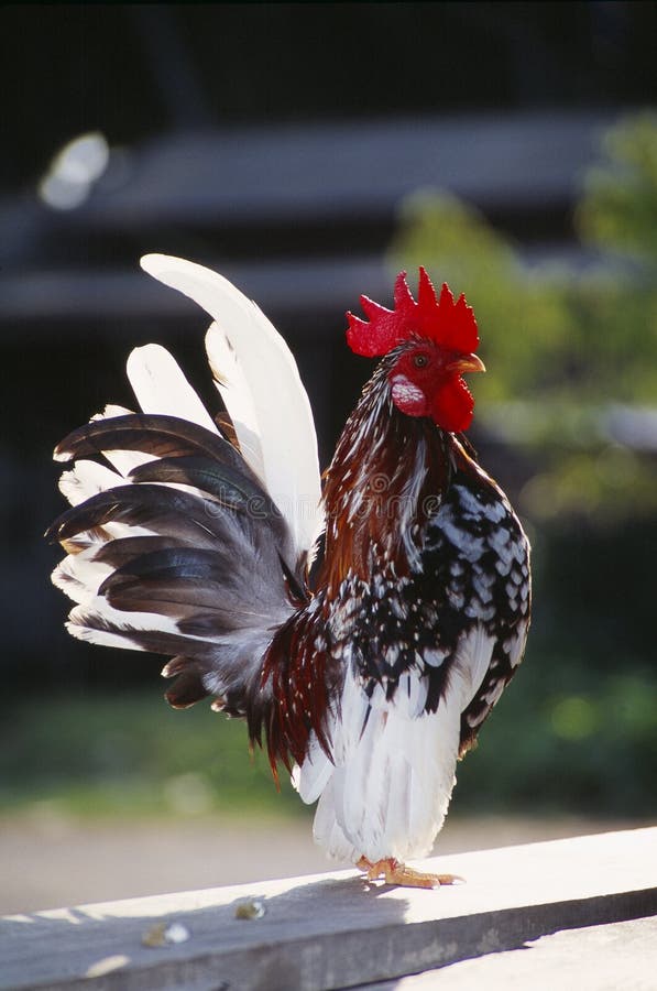 Pollo de Serama imagen de archivo. Imagen de fondo, polluelo - 59845151