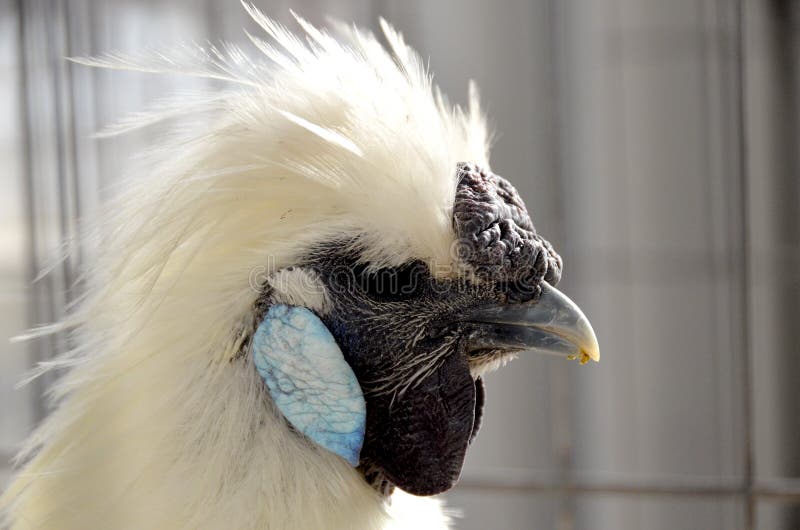 Pollo de Silkie imagen de archivo. Imagen de pollo, plumas - 83769431