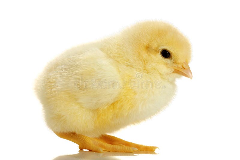 Pollo del bebé foto de archivo. Imagen de bebé, lindo - 13166942