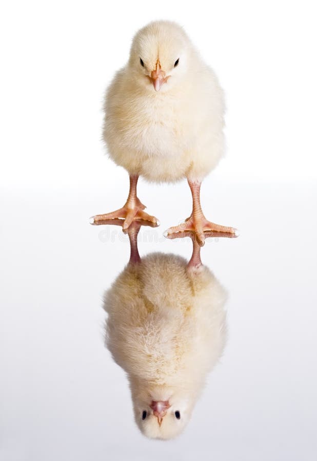 Pollo del bebé foto de archivo. Imagen de cierre, vida - 14495346