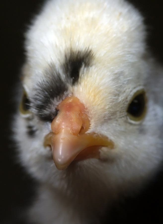 Pollo bebé imagen de archivo. Imagen de lindo, principio - 5607121
