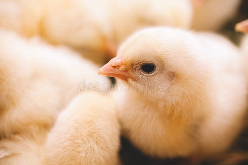 Pollo Del Bebé En Granja Avícola Imagen de archivo - Imagen de animal ...