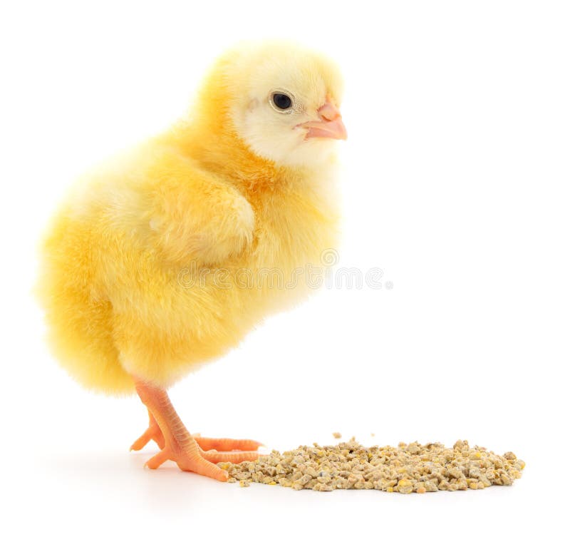Pollo Del Bebé Que Tiene Una Comida Imagen de archivo - Imagen de ...