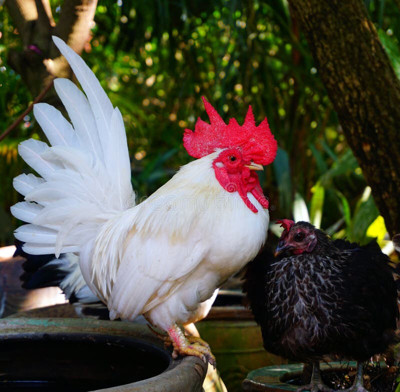 Pollo del gallo foto de archivo. Imagen de peine, plumas - 66473098