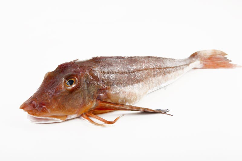 Pollo del mar foto de archivo. Imagen de boca, escalas - 25382940