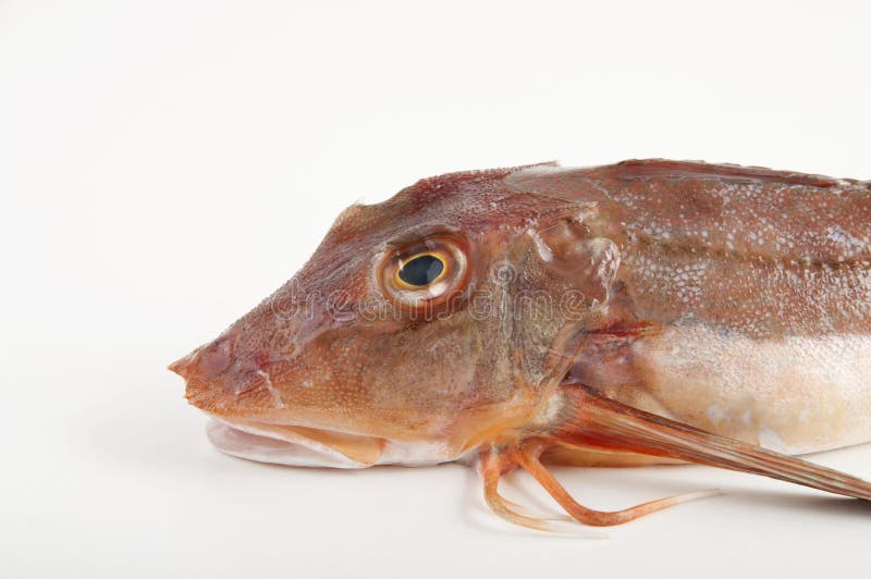 Pollo del mar foto de archivo. Imagen de boca, escalas - 25382940