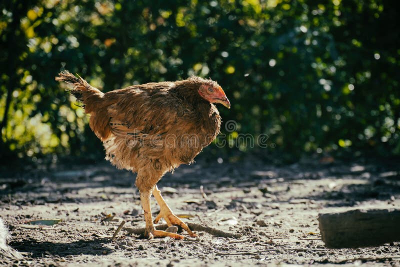 Pollo feo imagen de archivo. Imagen de ganados, granja - 22807091