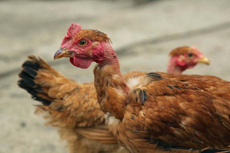 Pollo Descubierto Del Cuello Foto de archivo - Imagen de aves ...