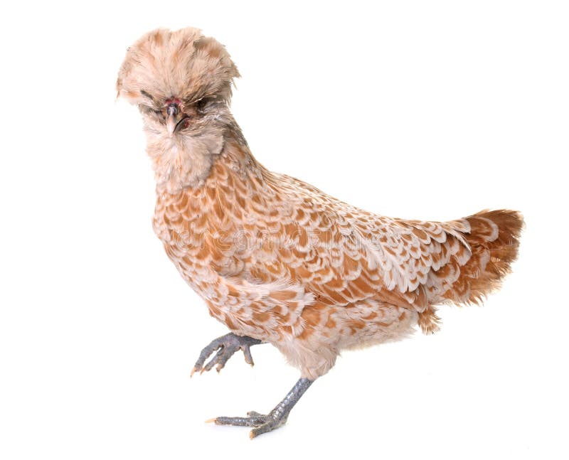 Pollo di Brown Padovana fotografia stock. Immagine di isolato - 87893380