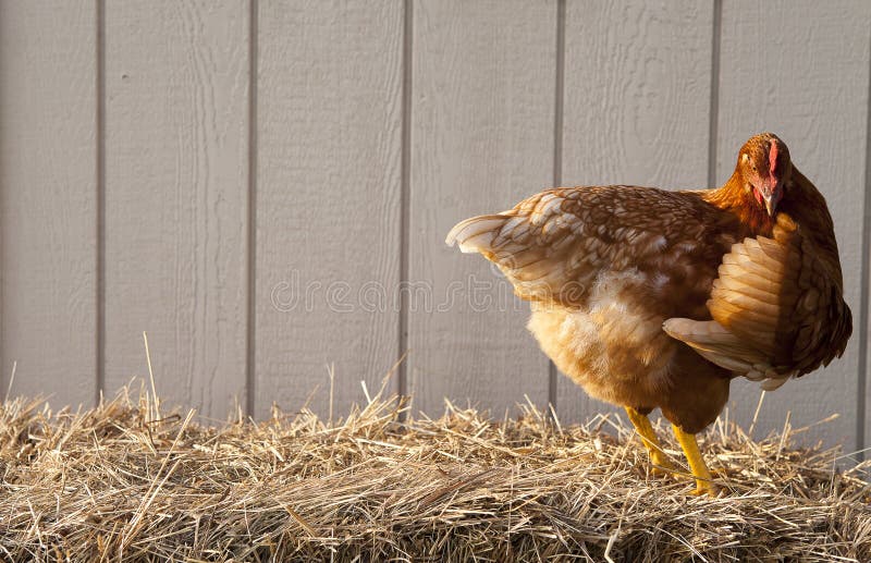 Pollo Di Brown Sulla Balla Della Paglia Fotografia Stock - Immagine di ...