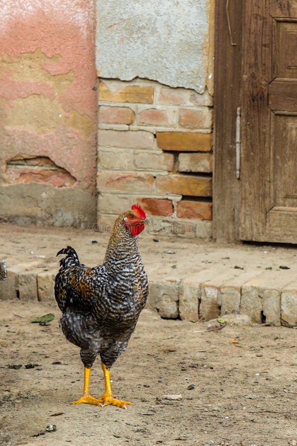 Pollo En Corral Tradicional Imagen de archivo - Imagen de agricultura ...