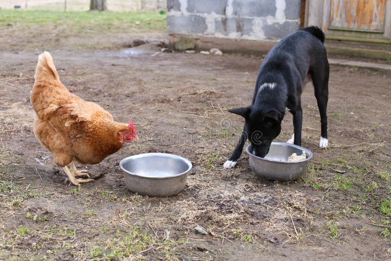 Pollo En Naturaleza Con El Perro Foto de archivo - Imagen de color ...