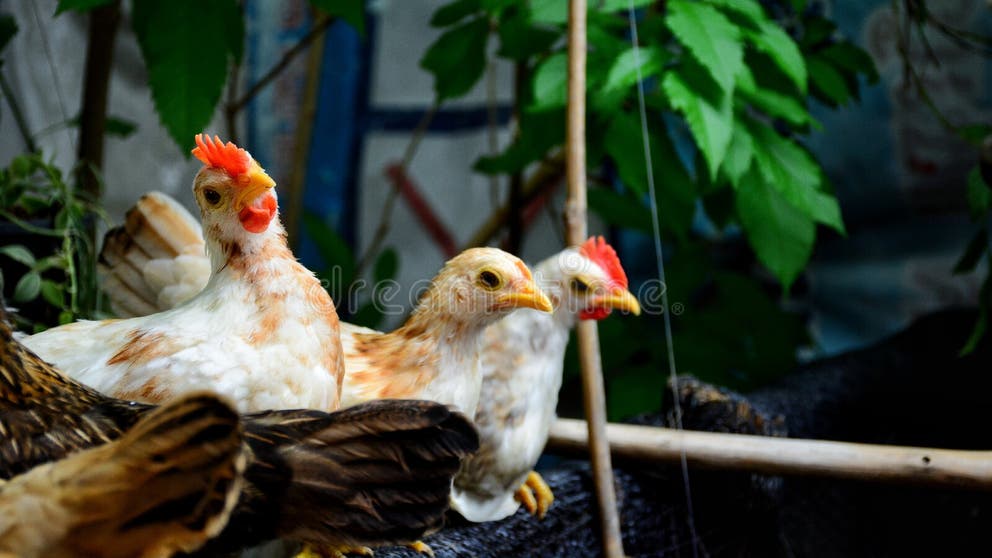 Pollo enano foto de archivo. Imagen de pico, mascotas - 100009794