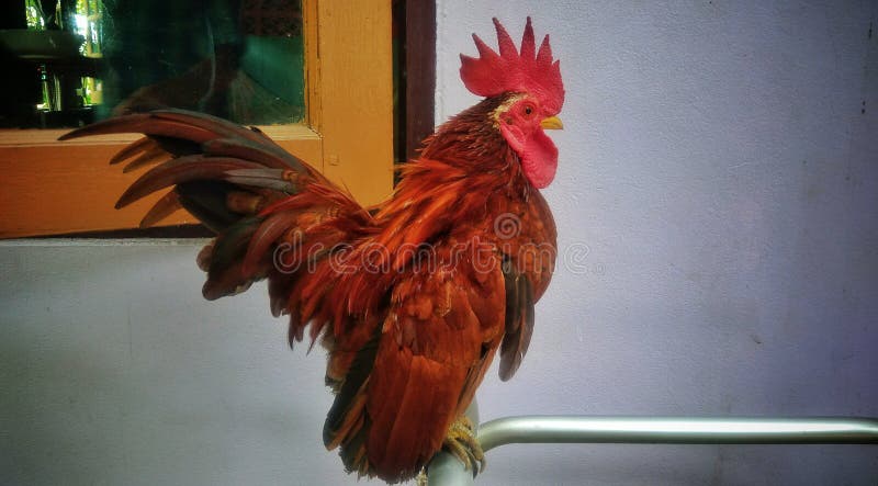 Pollo enano imagen de archivo. Imagen de enano, ganado - 100009823