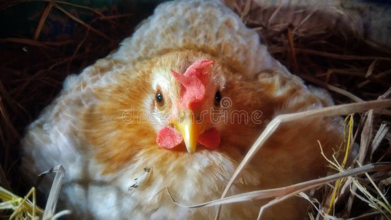 Pollo enano foto de archivo. Imagen de enano, granja - 100009842