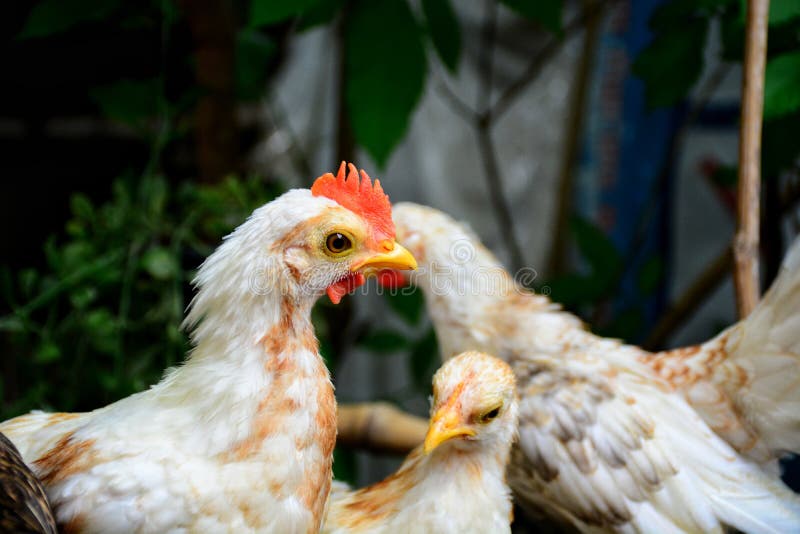 Pollo enano foto de archivo. Imagen de pico, gallina - 100010066