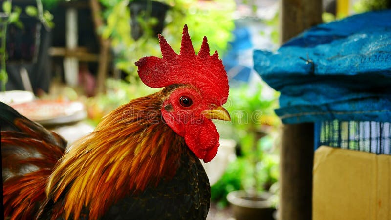 Pollo enano foto de archivo. Imagen de pico, aves, animal - 100010182