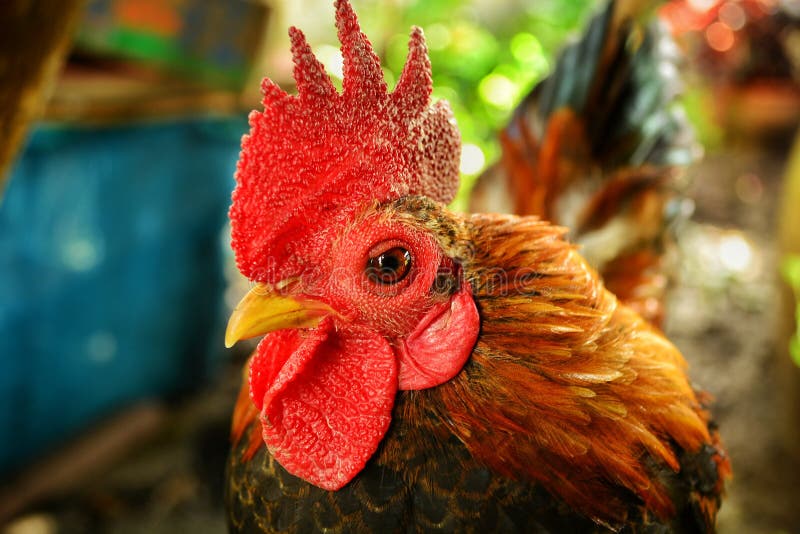 Pollo enano foto de archivo. Imagen de animal, fauna - 100010248