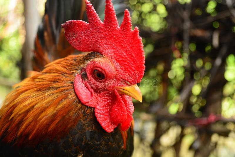 Pollo enano foto de archivo. Imagen de animal, aves - 100010288