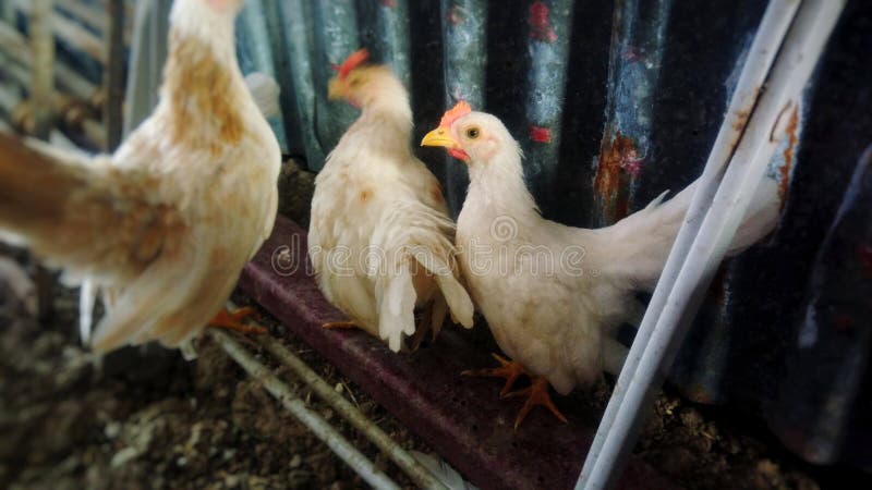 Pollo enano imagen de archivo. Imagen de lindo, poultry - 124076207