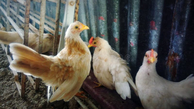 Pollo enano imagen de archivo. Imagen de enano, ganado - 100009823