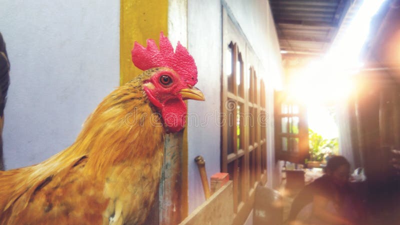 Pollo enano foto de archivo. Imagen de animal, enano - 100010038