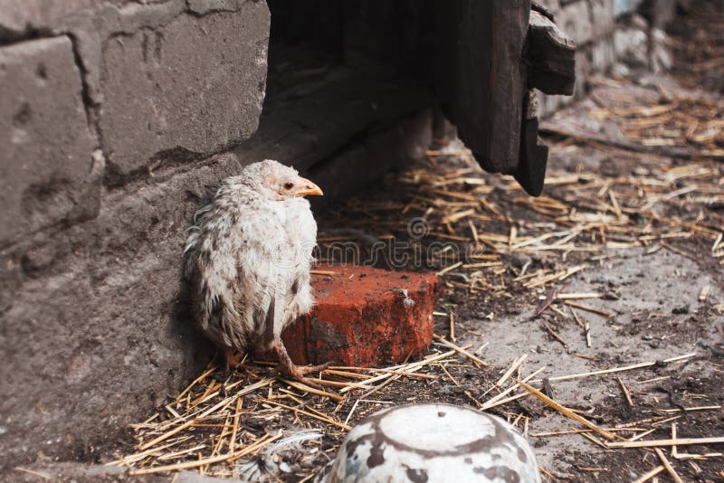 Pollo enfermo foto de archivo. Imagen de gripe, pollo - 46244004