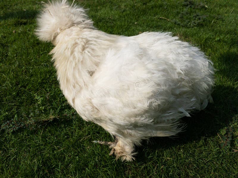 Pollo Enfermo De Pie O Pollo Enfermo Miserable Imagen de archivo ...