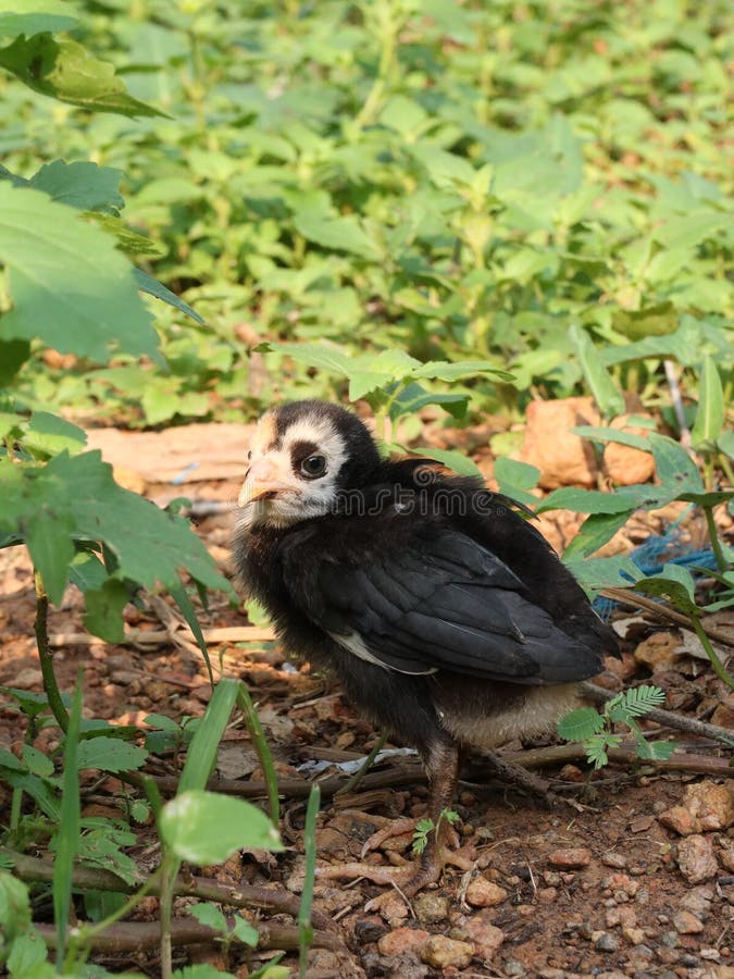 Pollo enfermo imagen de archivo. Imagen de roto, inmoral - 247010103