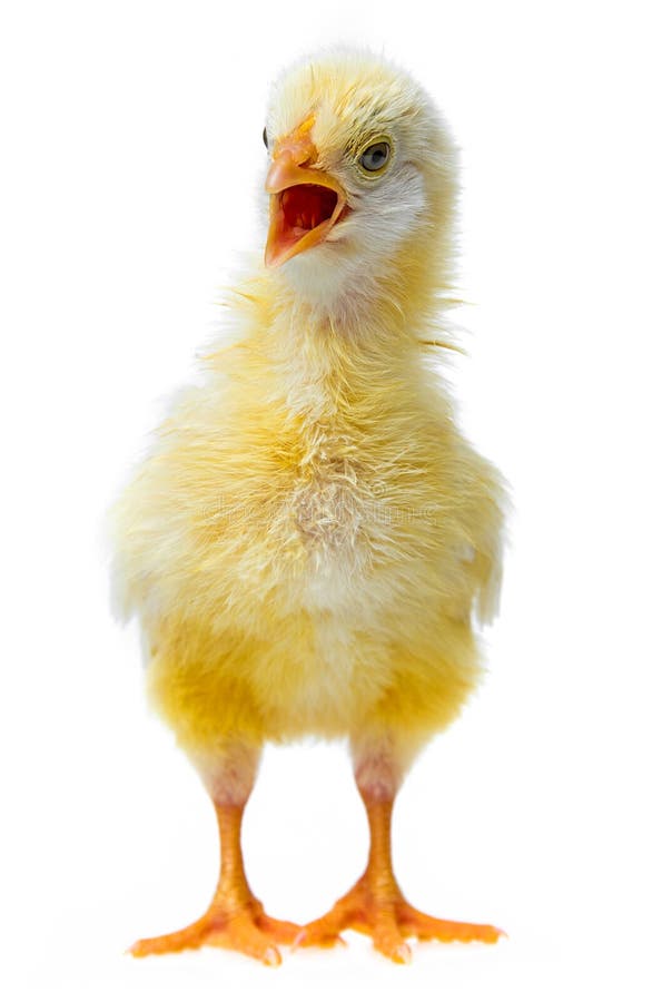 Pollo enojado imagen de archivo. Imagen de poco, vacaciones - 30486753