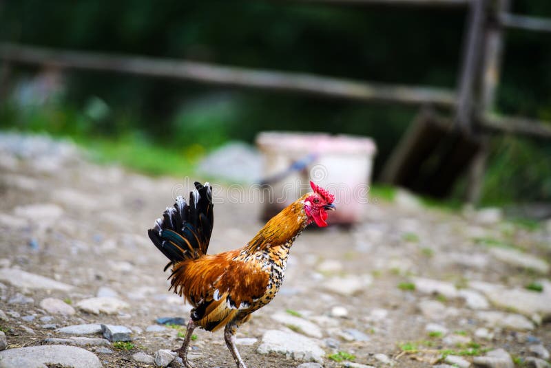 Pollo Gracioso En Una Granja Imagen de archivo - Imagen de exterior ...