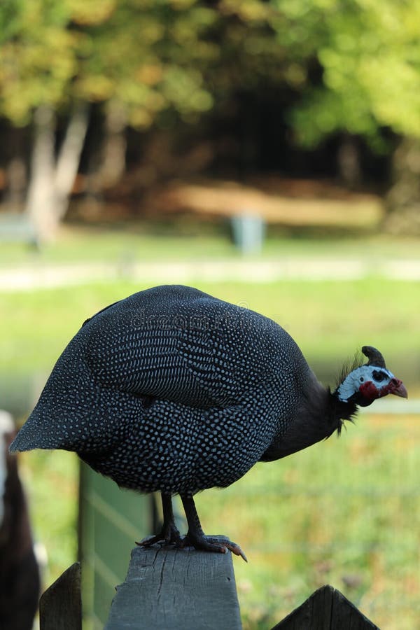 Pollo grande foto de archivo. Imagen de rural, rojo - 126533814