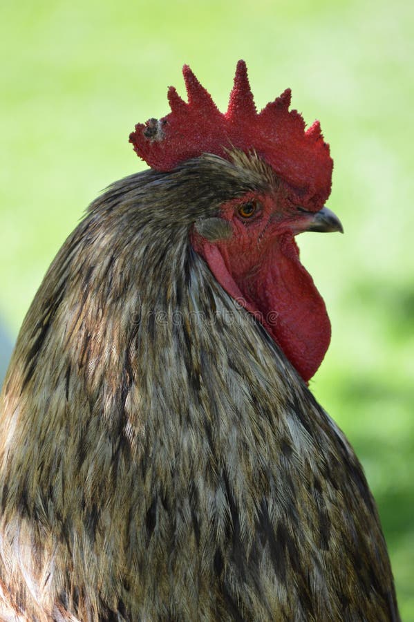 Pollo grande imagen de archivo. Imagen de nadie, maduro - 93531053