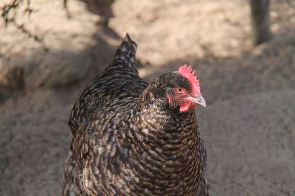 Pollo Hen Bird foto de archivo. Imagen de poultry, corral - 113137640