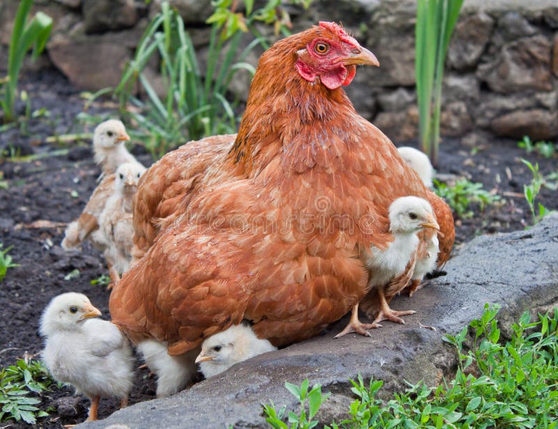 Pollo joven foto de archivo. Imagen de multitud, tonel - 25400406
