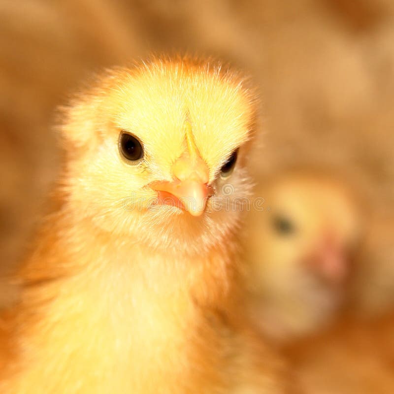 Pollo joven imagen de archivo. Imagen de polluelos, joven - 2682085